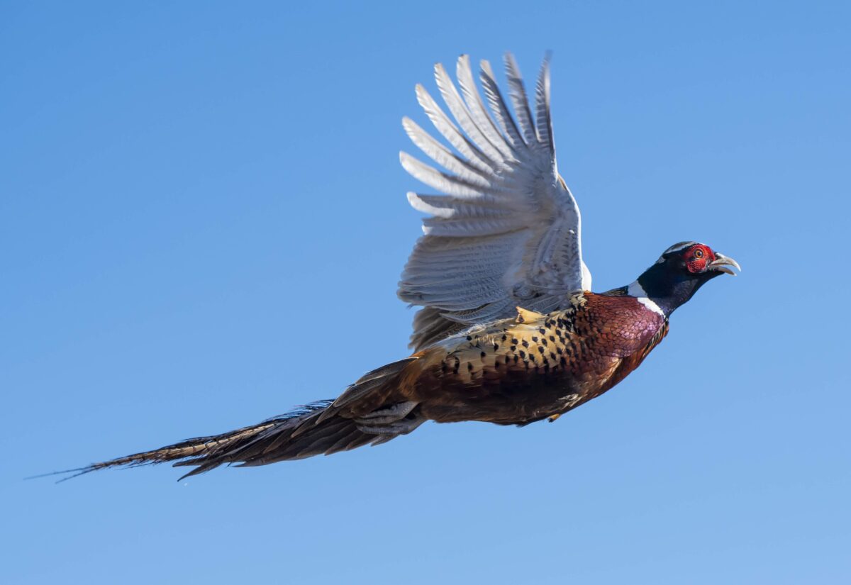 Pheasant and quail seasons open Nov. 1: What Utah hunters need to know ...